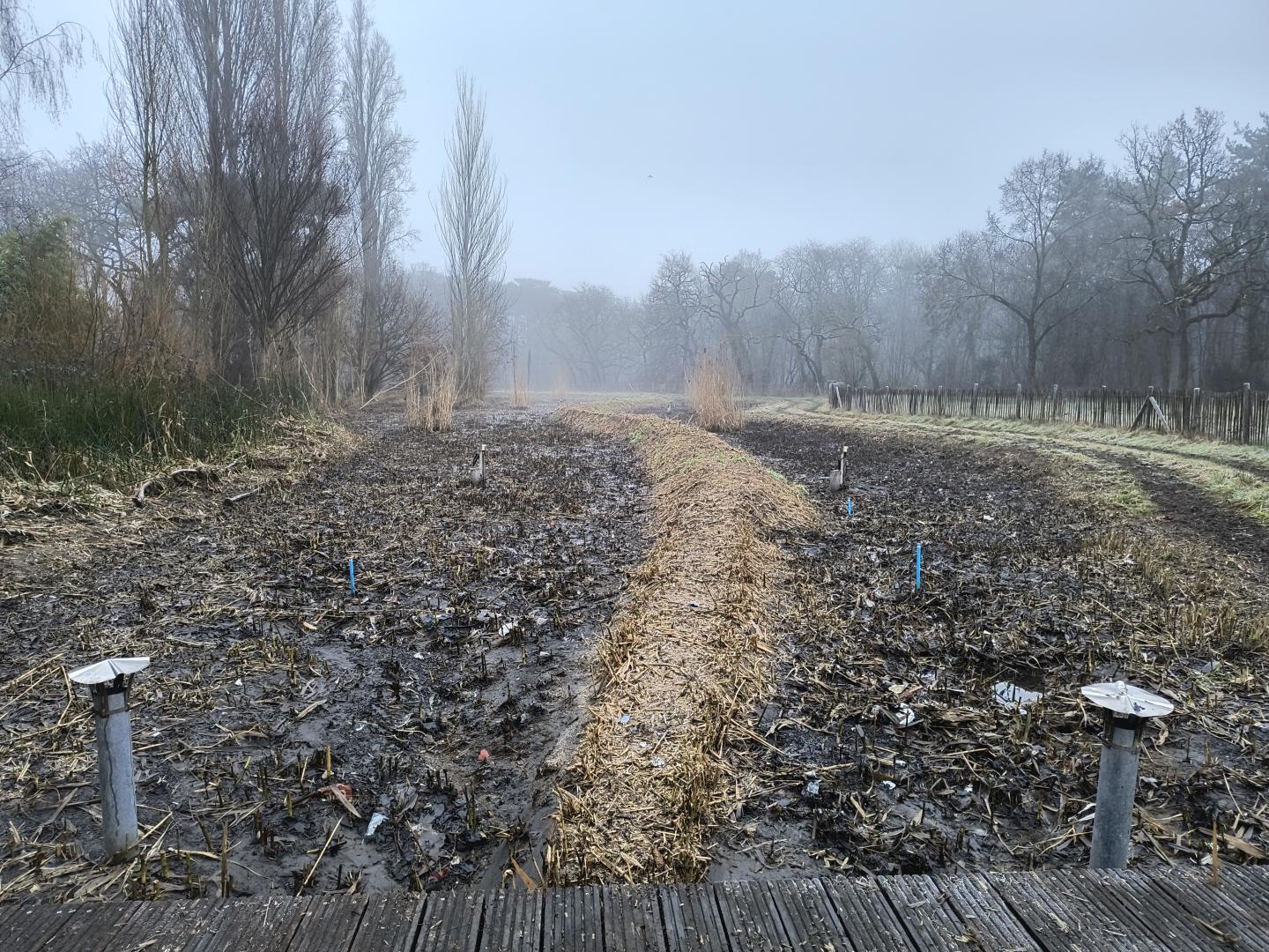 Weed removal 2026 | LifeAdsorb